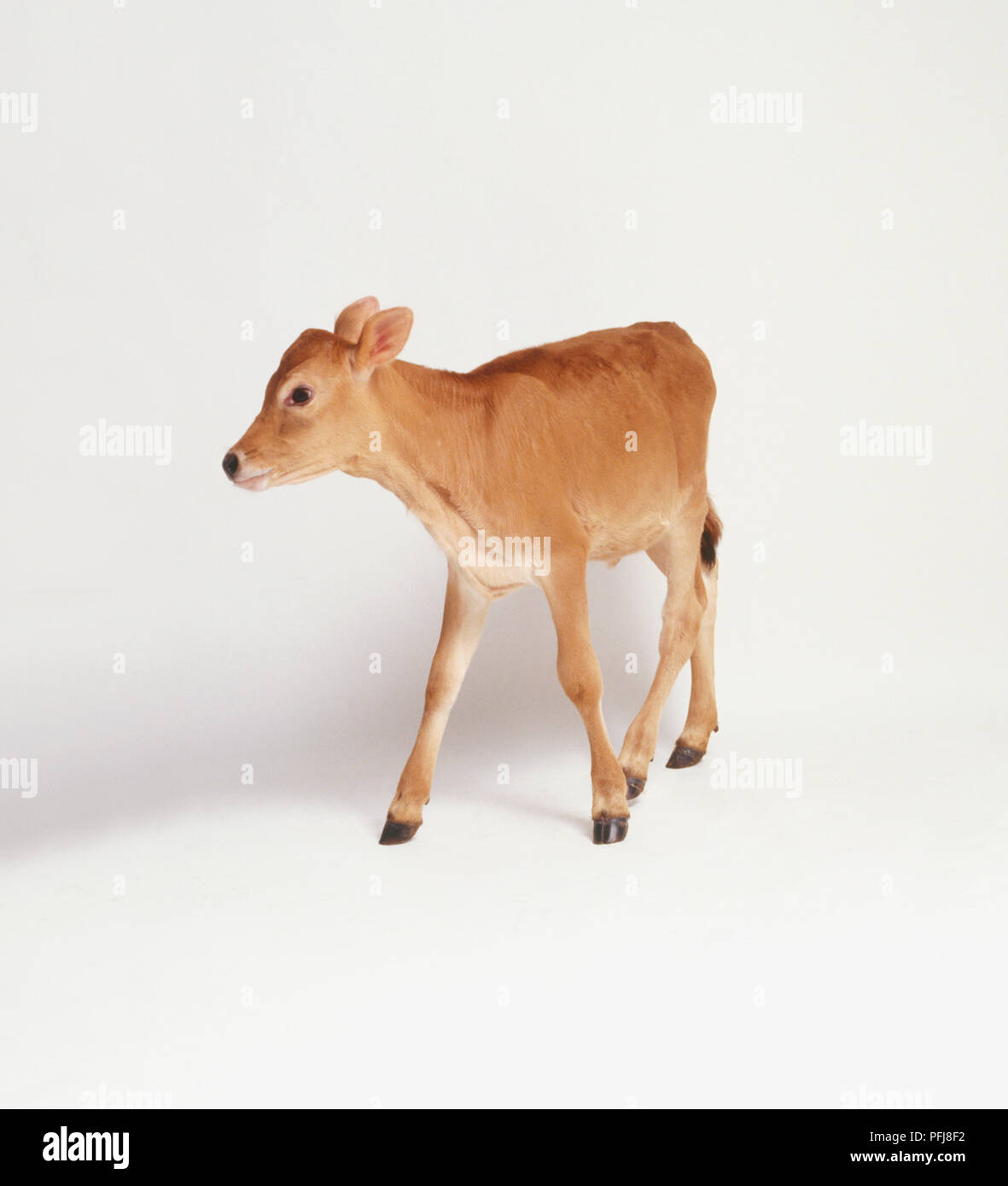 Standing four week-old brown Calf (Bos taurus), side view Stock Photo ...