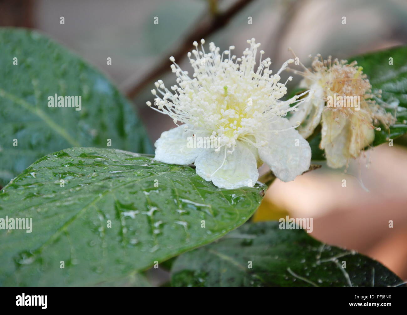 guava flower blooming on branch in garden Stock Photo - Alamy