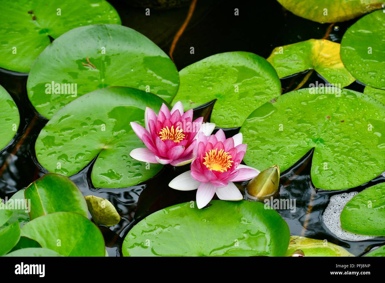 Lillies lilly hi-res stock photography and images - Alamy