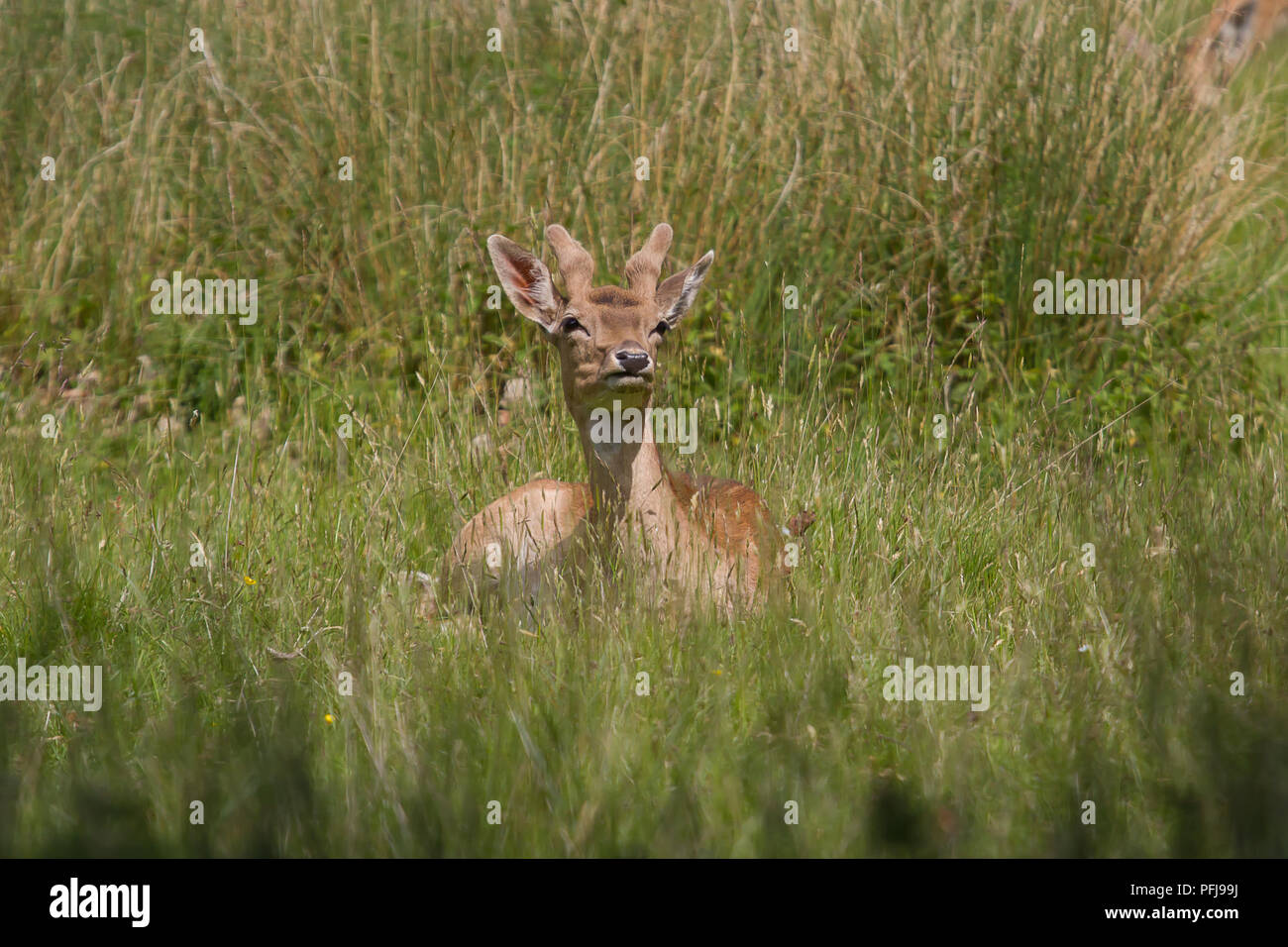 Deer sitting hi-res stock photography and images - Alamy