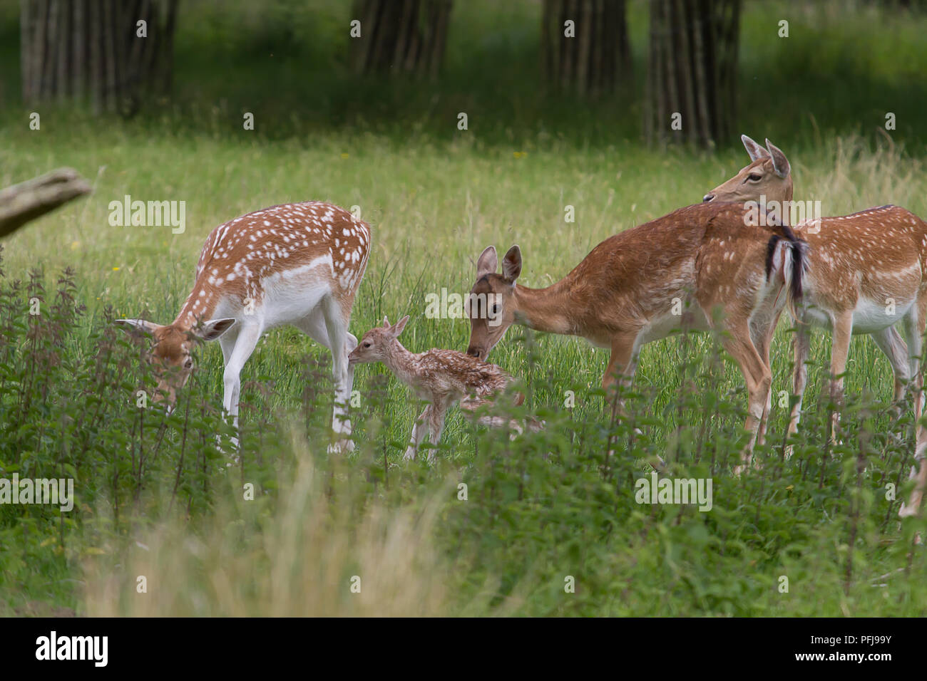 photo of a mother Fallow deer with her new born fawn with other female ...