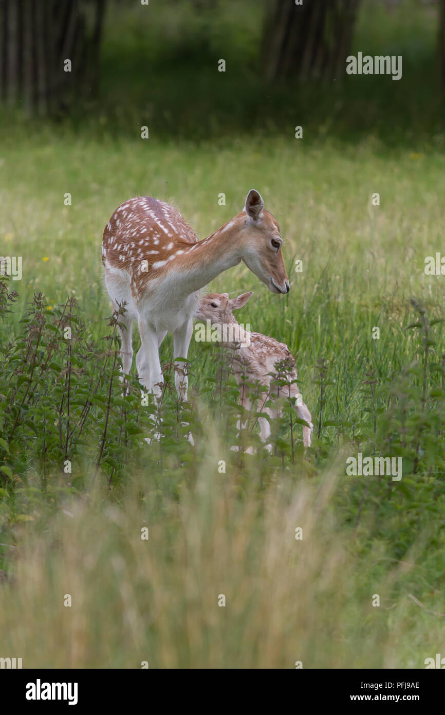 Female deer with a fawn hi-res stock photography and images - Alamy