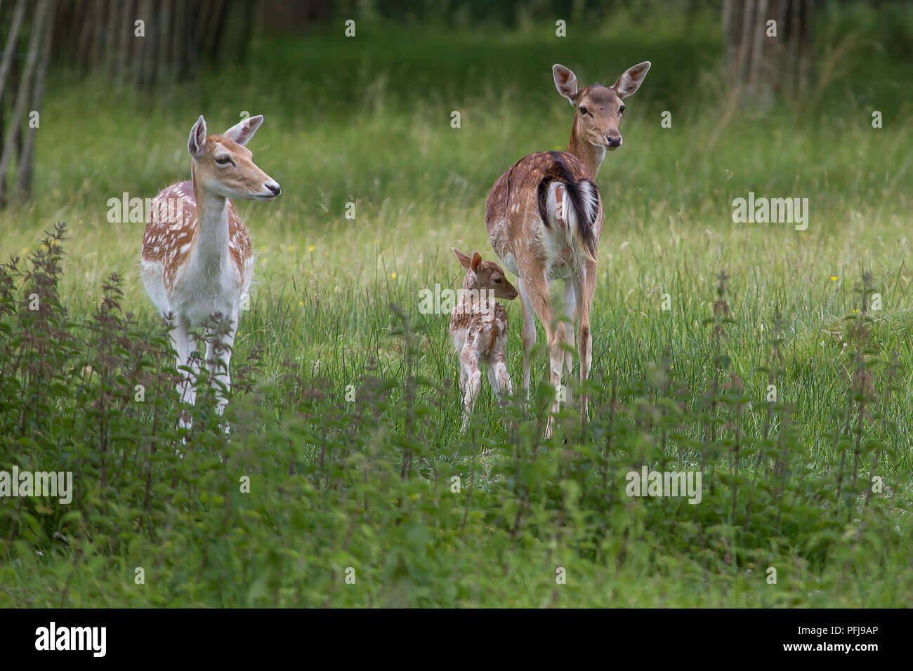 photo of a mother Fallow deer with her new born fawn with other female ...