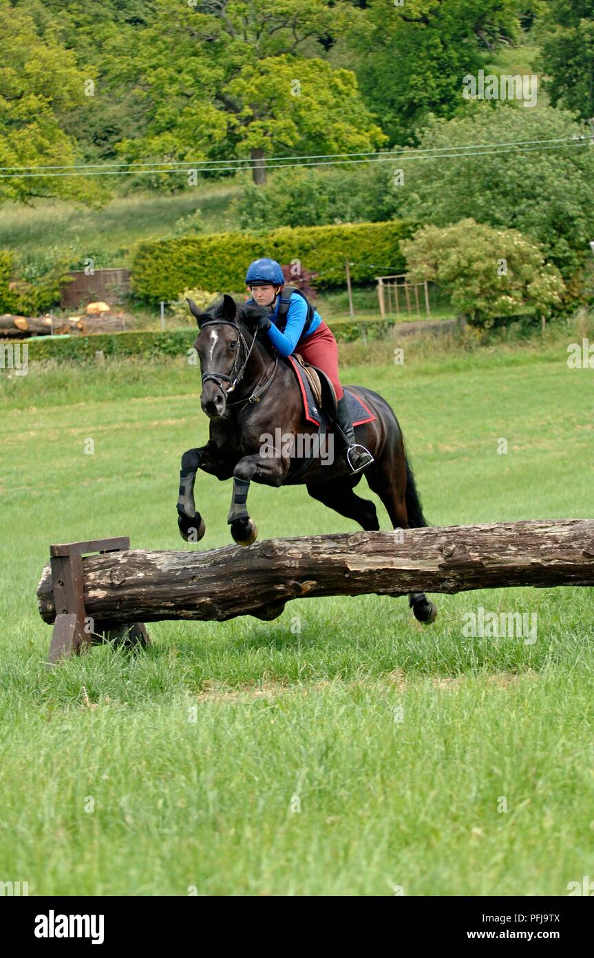 Woman riding brown horse, jumping over log Stock Photo - Alamy