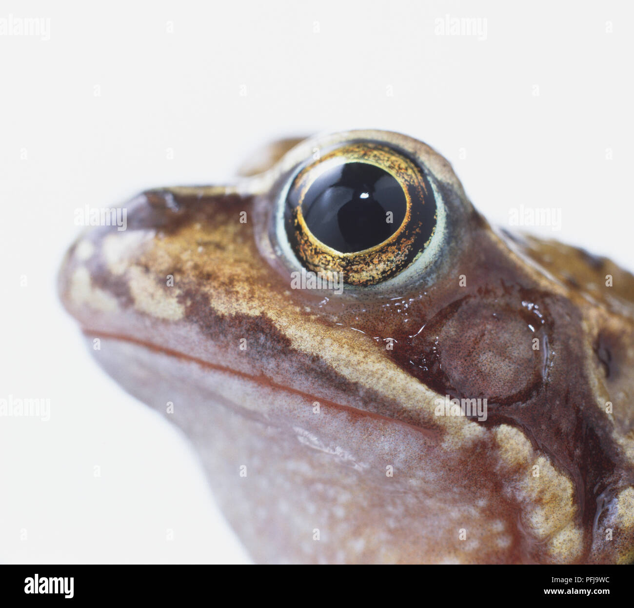 Frog head hi-res stock photography and images - Alamy