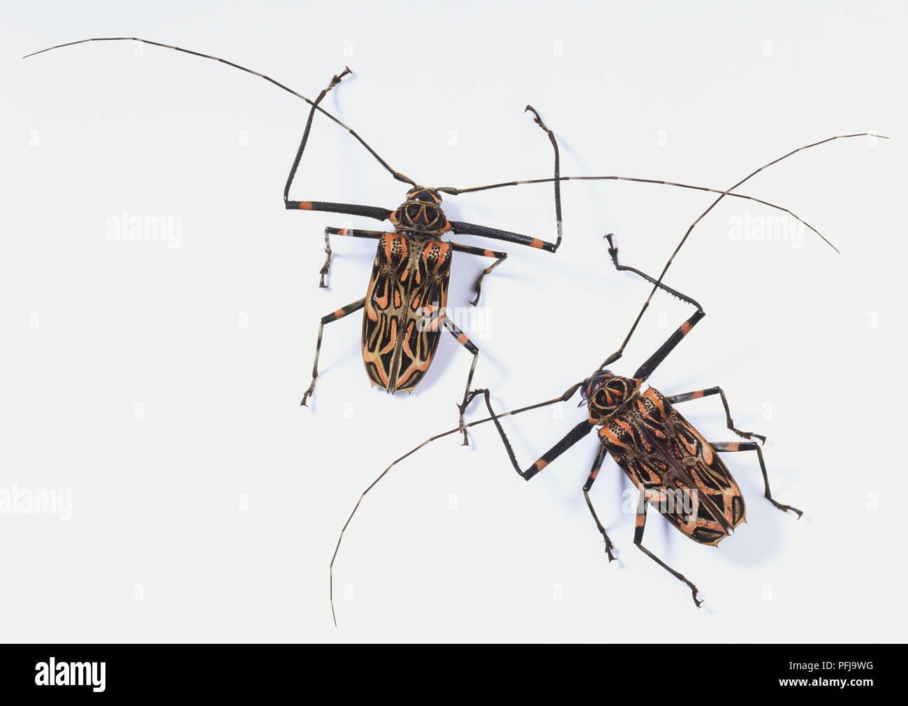 Horned beetles hi-res stock photography and images - Alamy