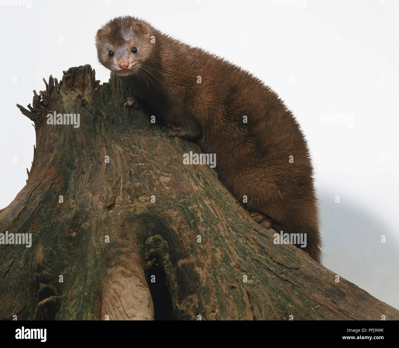 Side view of a brown Weasel (Mustela sp.) perching on a tree stump ...