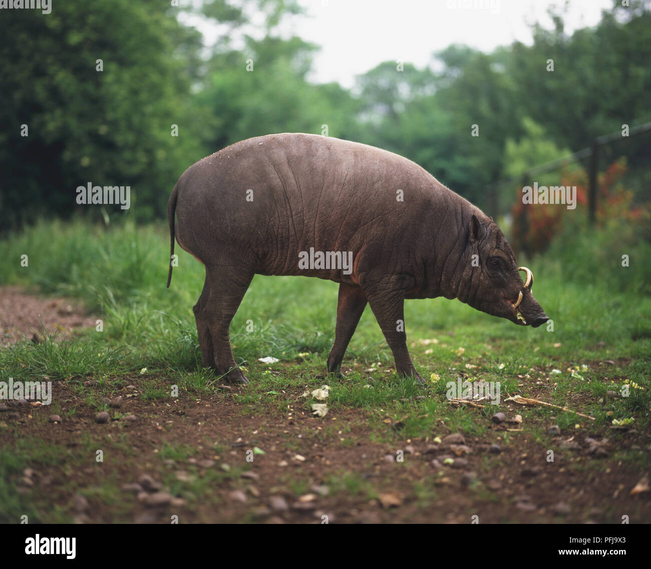 Babirusa babyrousa babyrussa hi-res stock photography and images - Alamy