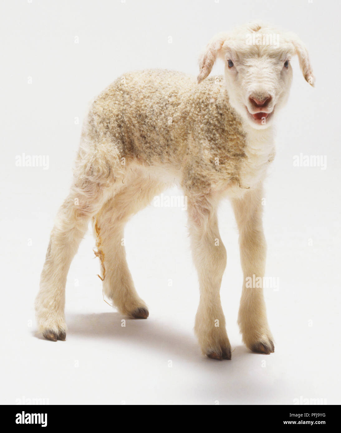 Lamb (Ovis aries) standing, facing forward Stock Photo - Alamy