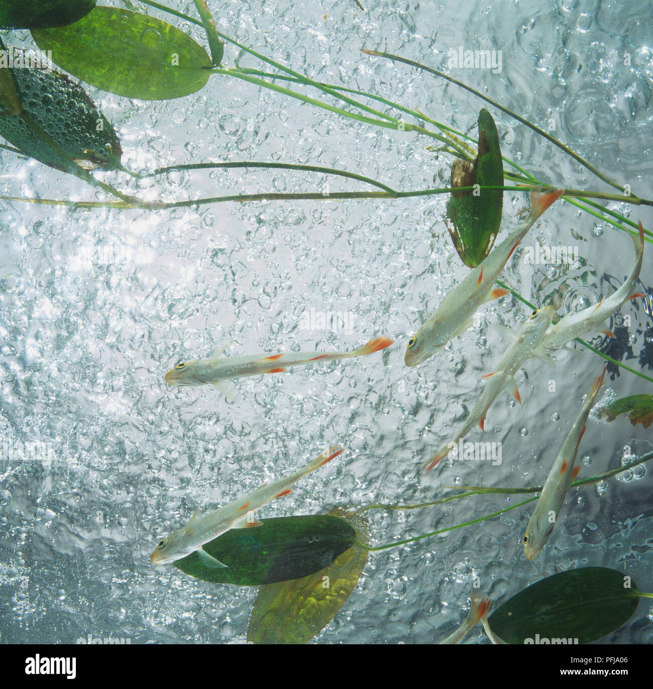 Shoal of freshwater fish in a tank, view from below Stock Photo - Alamy