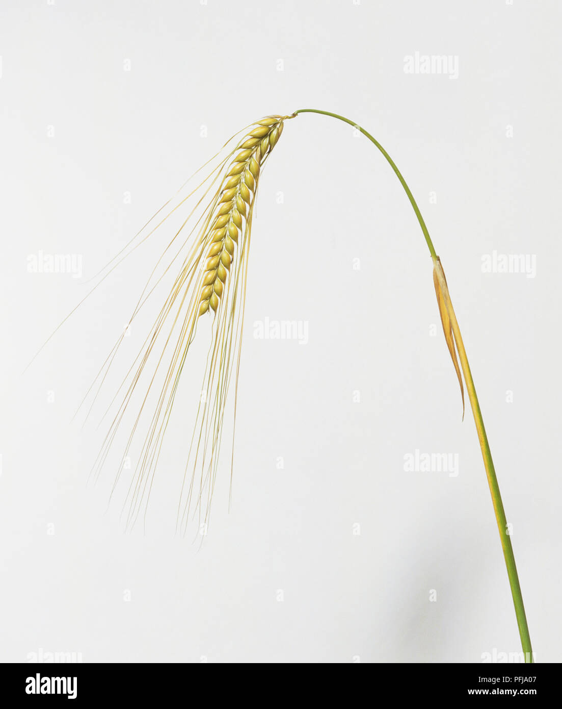 Hordeum vulgare, stalk and drooping panicle of Barley Stock Photo - Alamy