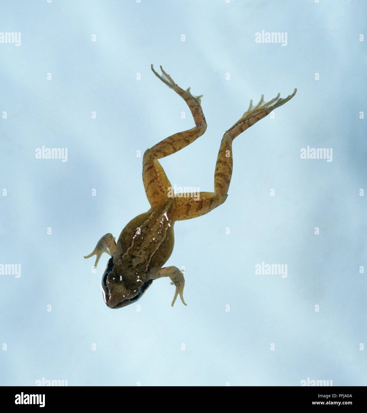 Young frog leaping Stock Photo - Alamy