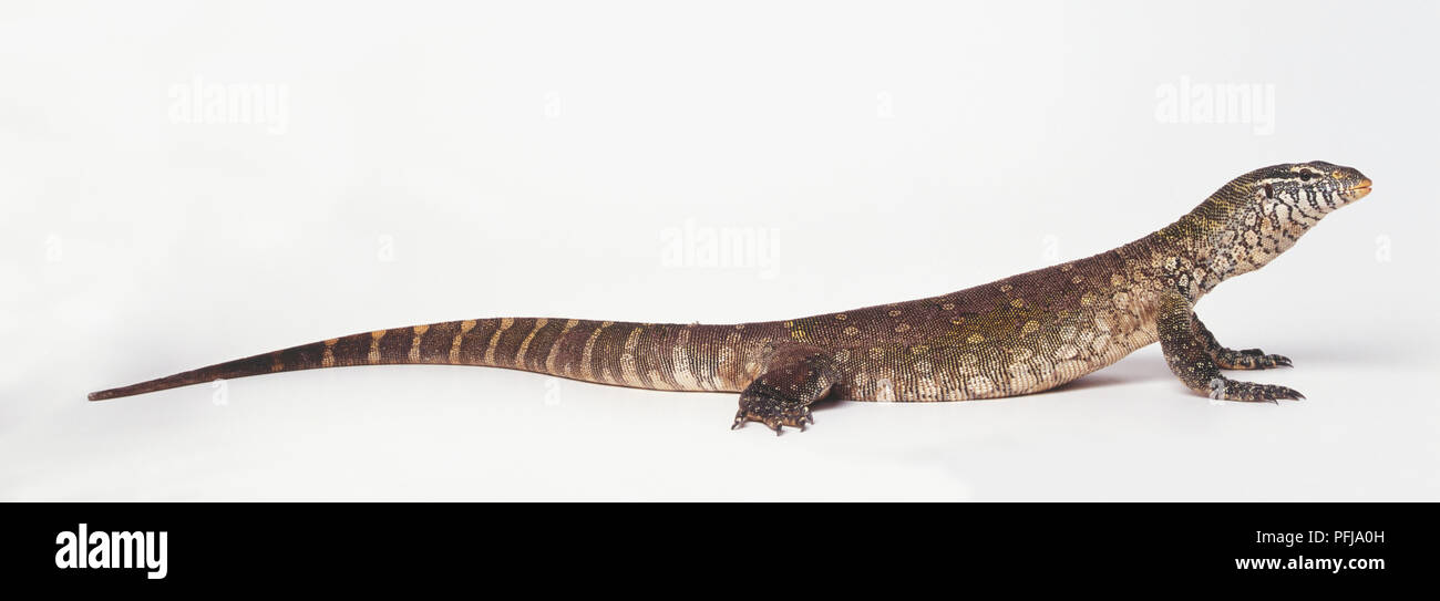 A Lizard (Lacertilia), side view Stock Photo - Alamy
