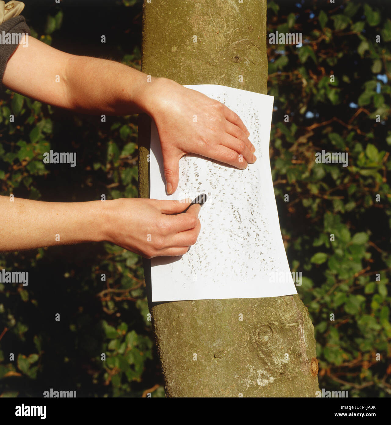 Making bark rubbings Stock Photo - Alamy