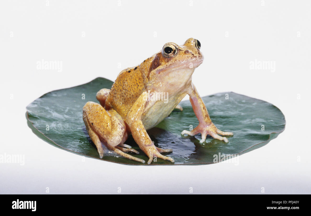 Young Frog (Anura) on lily pad Stock Photo - Alamy