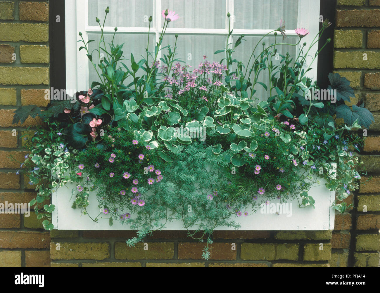 Annuals in window box Stock Photo - Alamy