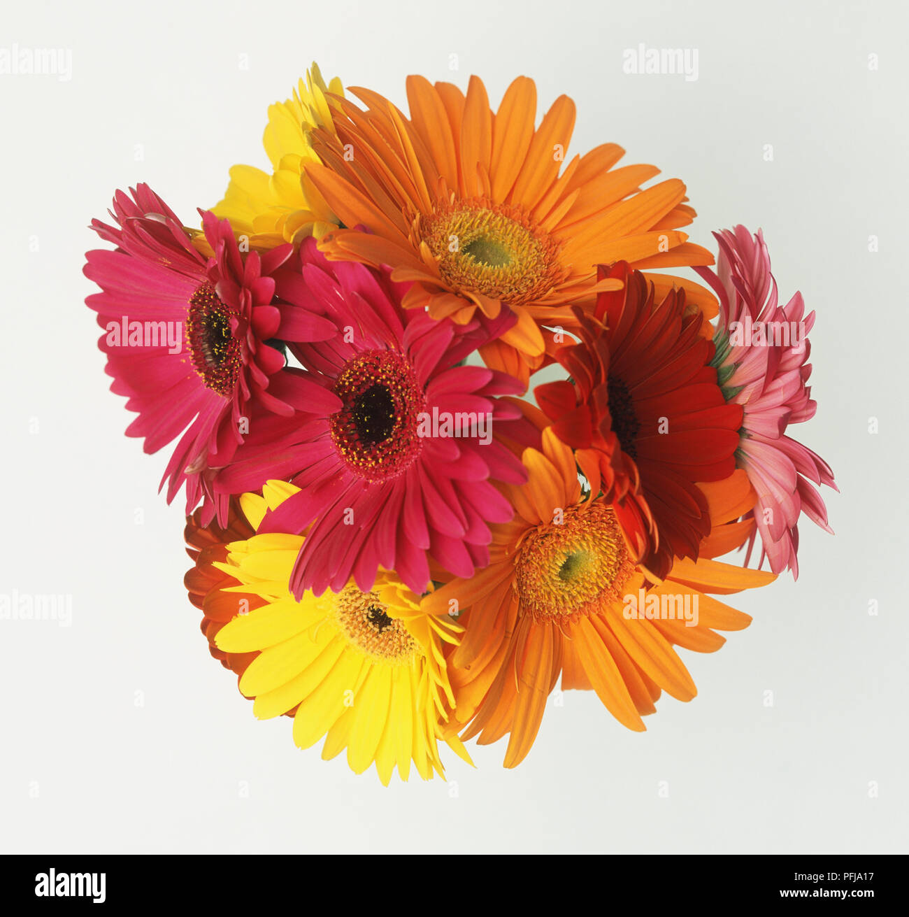 Cluster of Gerbera flower heads, orange, yellow, pink and red Stock ...
