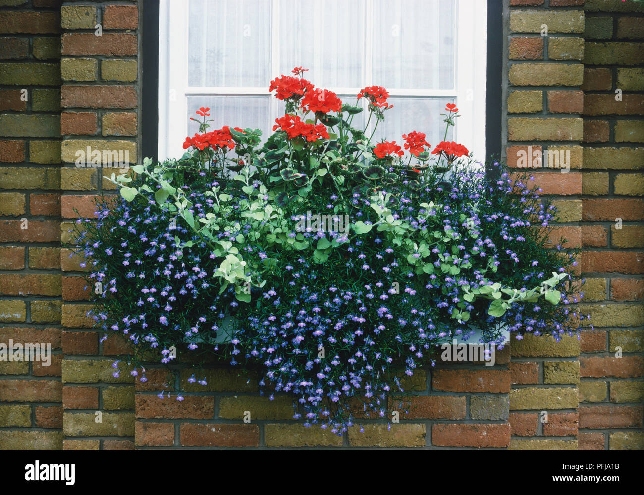 Pelargonium, Hedera and Lobelia in window box Stock Photo - Alamy
