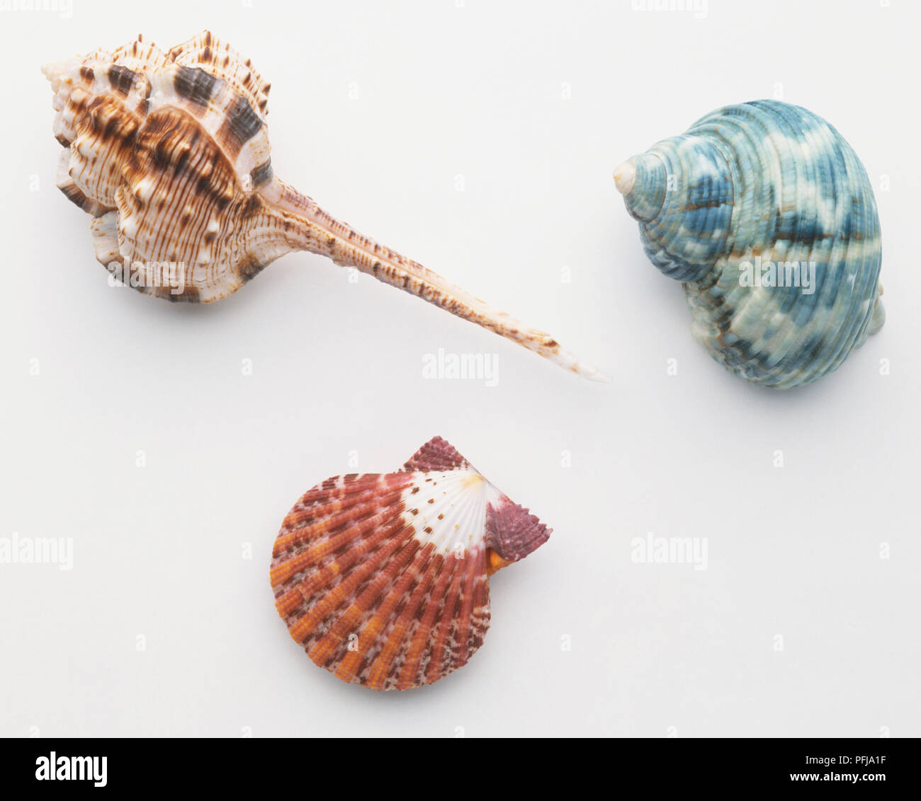 Three different sea shells Stock Photo - Alamy