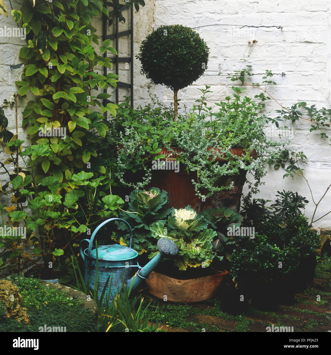 Courtyard garden, including topiary box, ornamental cabbages, clematis ...