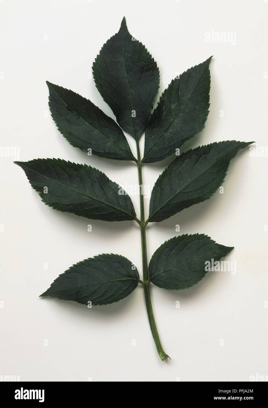 Stem showing finely toothed, deep green leaves Stock Photo - Alamy