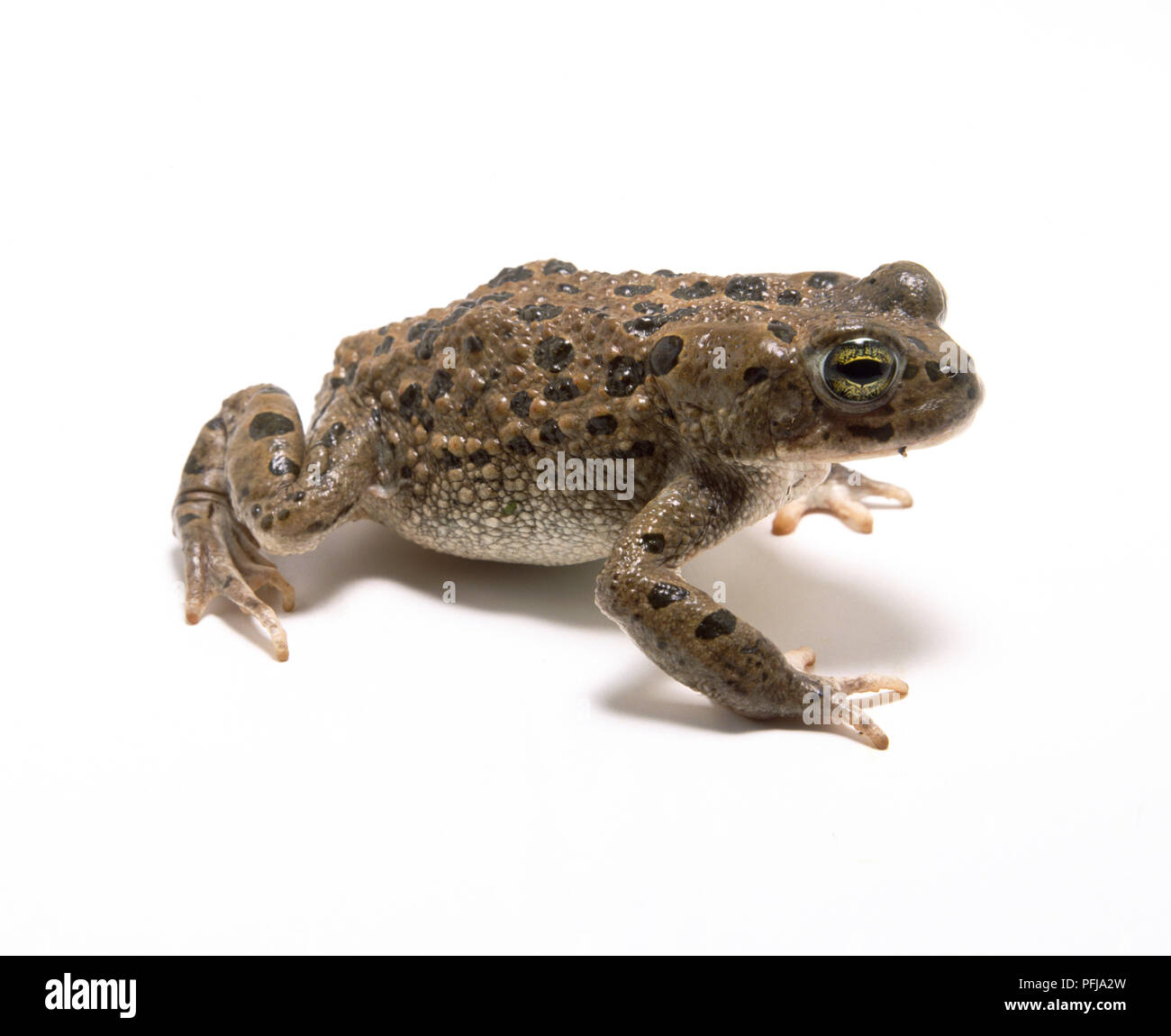 European Green Toad (Bufo viridis), side view Stock Photo - Alamy