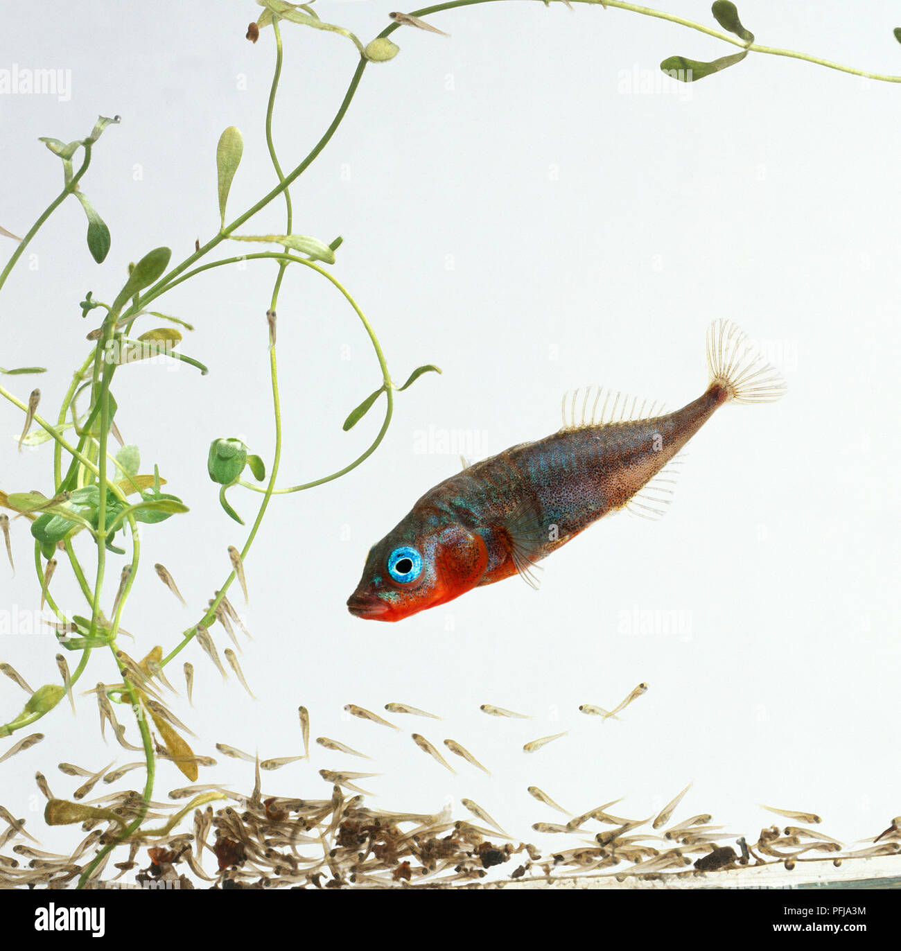 Stickleback fish young hi-res stock photography and images - Alamy