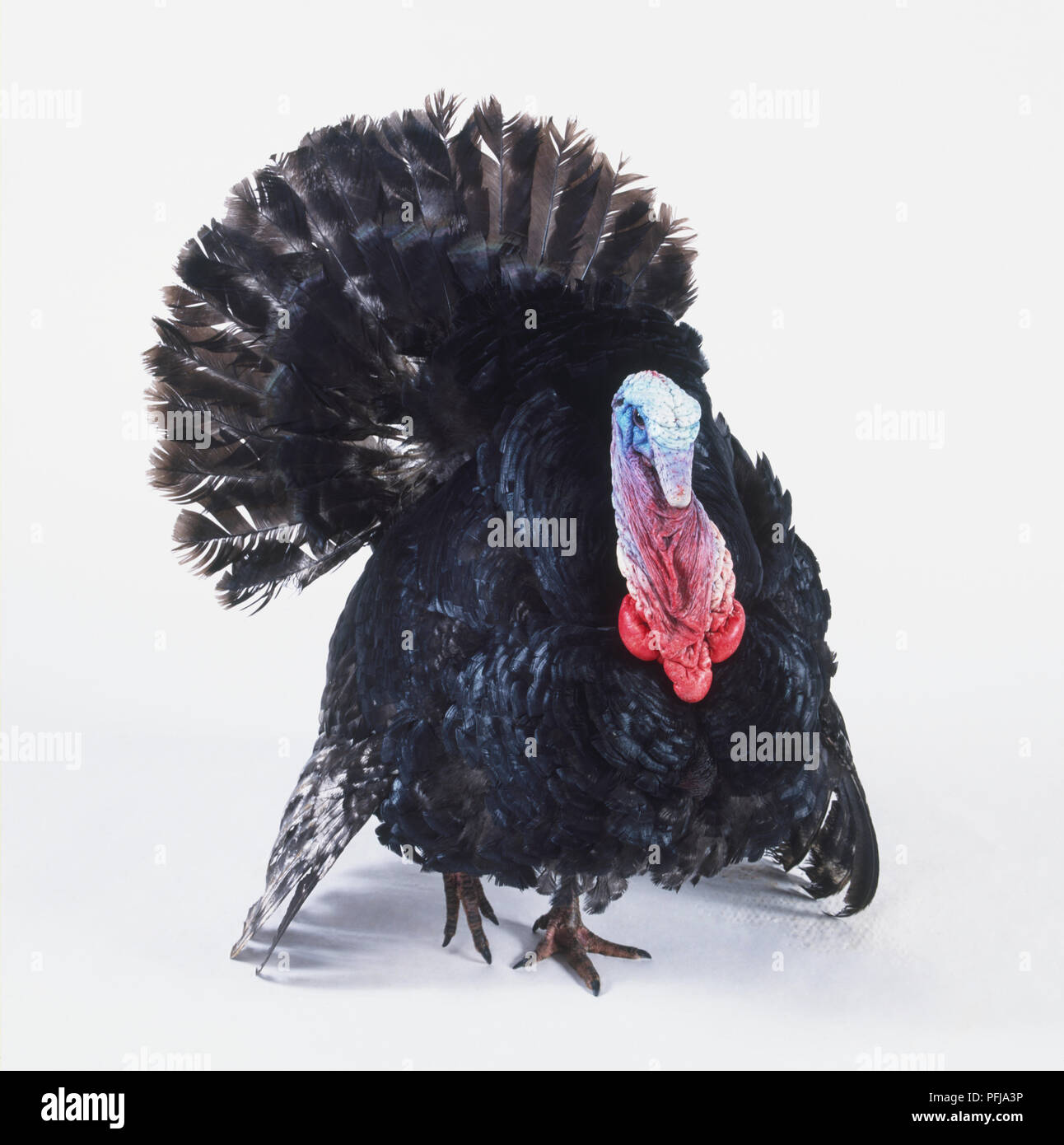 Turkey (Meleagris gallopavo) displaying his tail feathers Stock Photo ...