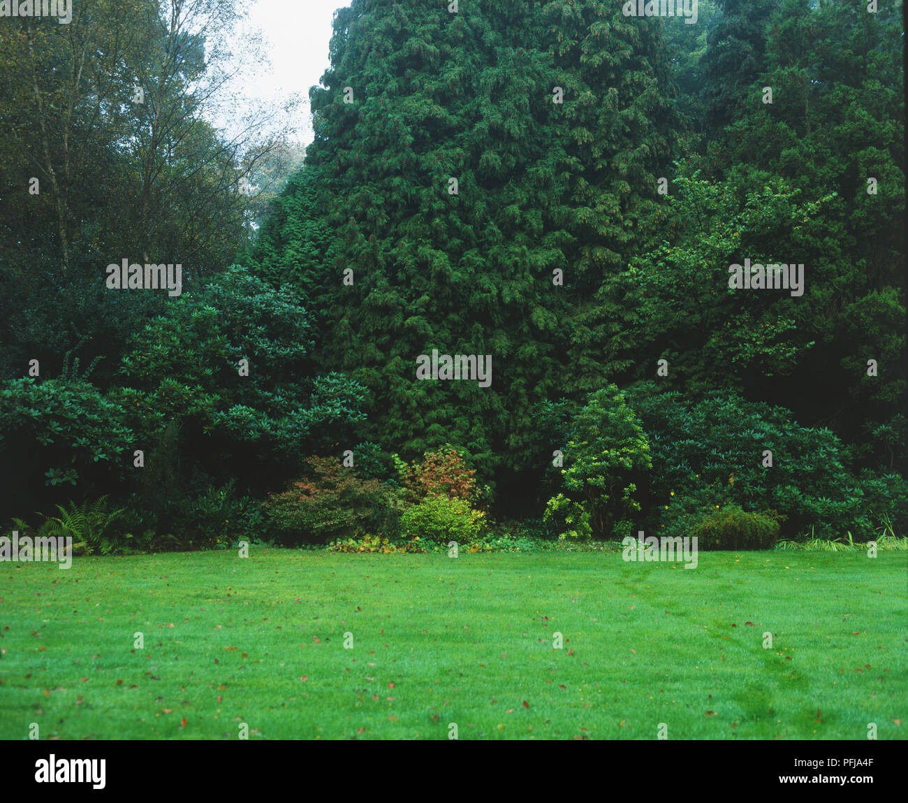Garden with lawn and trees Stock Photo - Alamy