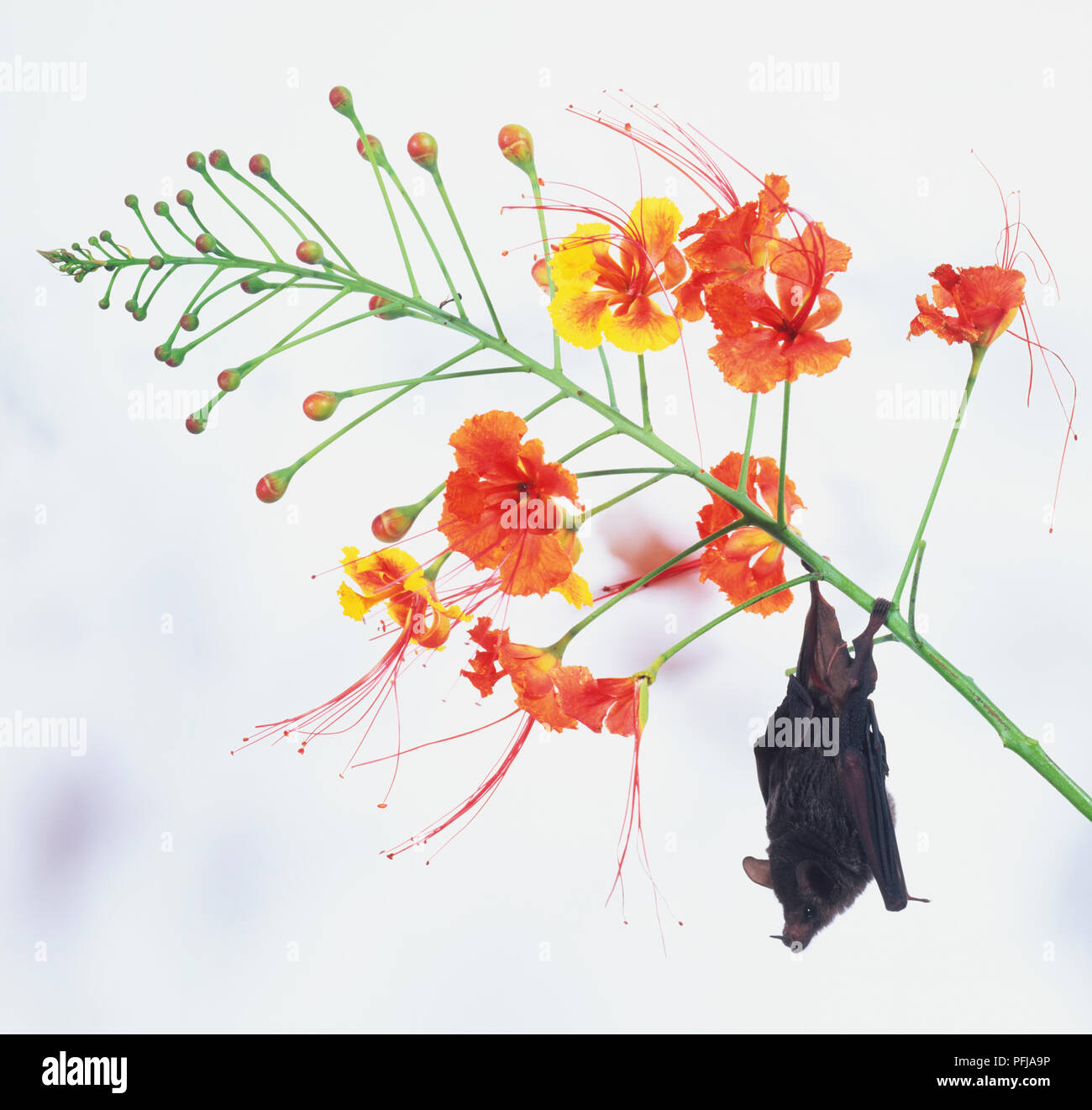 A Bat (Chiroptera sp.) hanging from a flowering stem Stock Photo - Alamy