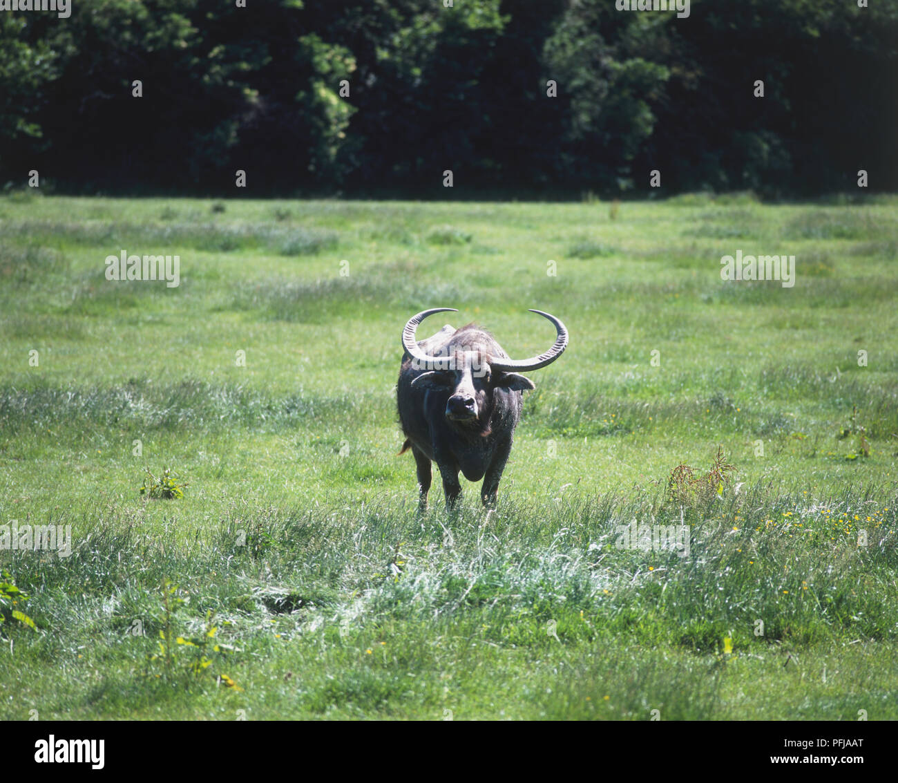Cattle black bull hi-res stock photography and images - Alamy