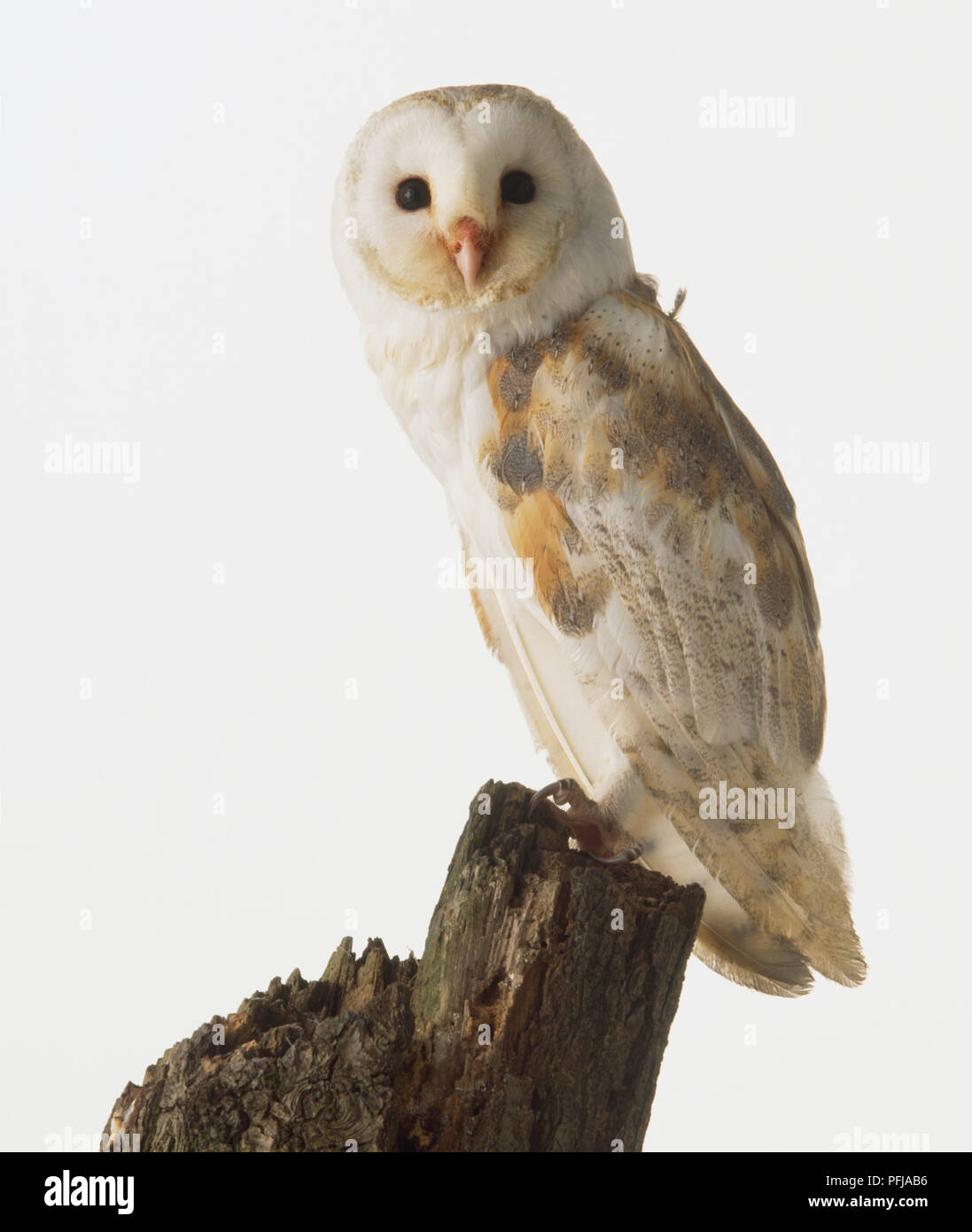 Barn Owl (Tyto alba) perching on a tree stump, facing forward Stock ...