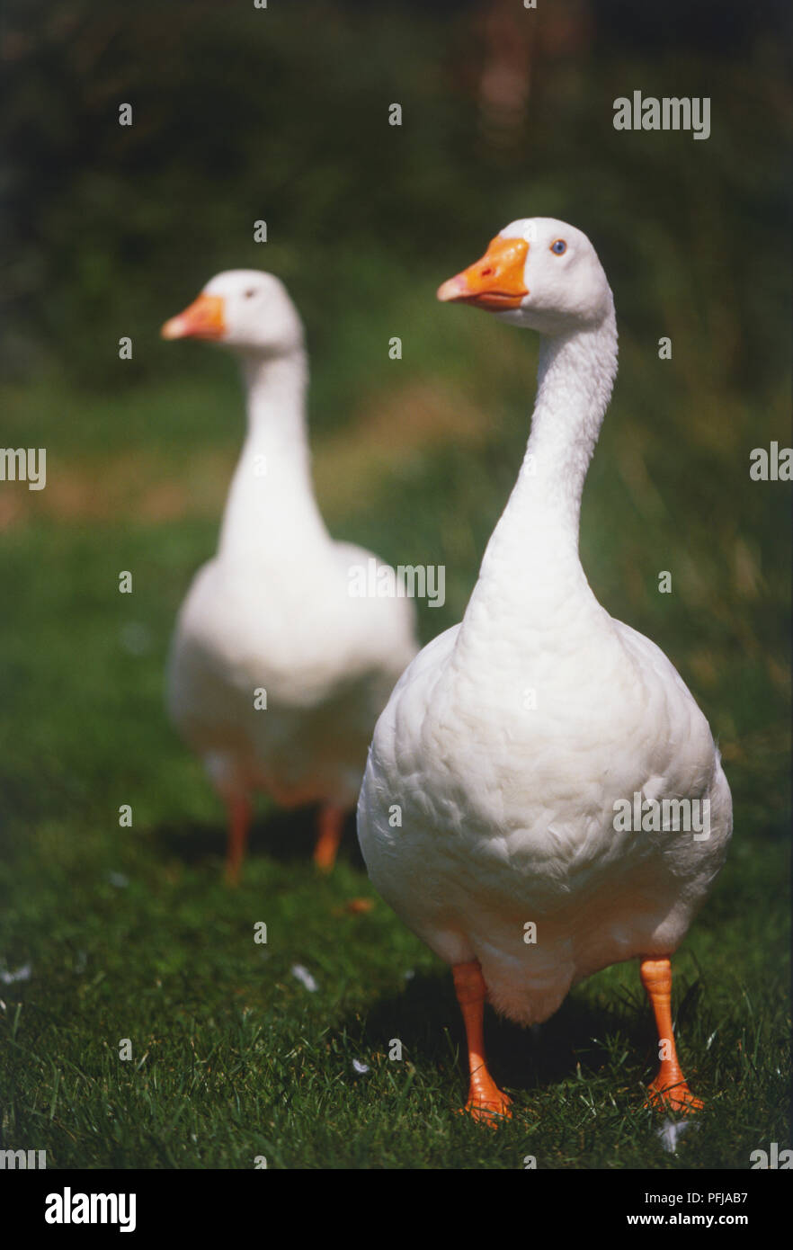 Pair of Embden Geese (Anatidae), one behind the other, front view Stock ...