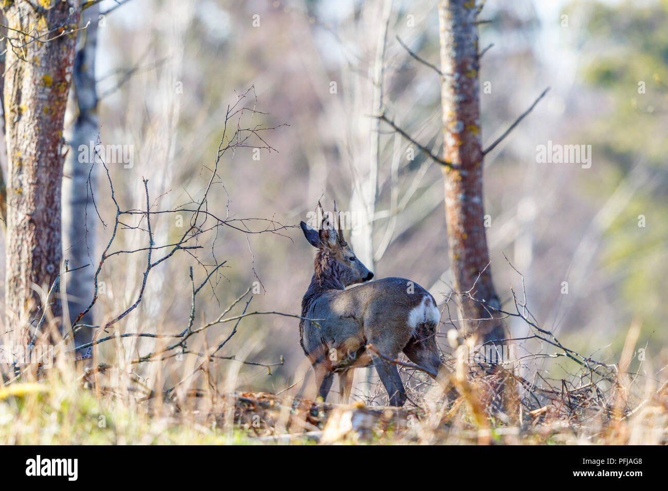 Roe deer buck in the woods looking backward Stock Photo - Alamy