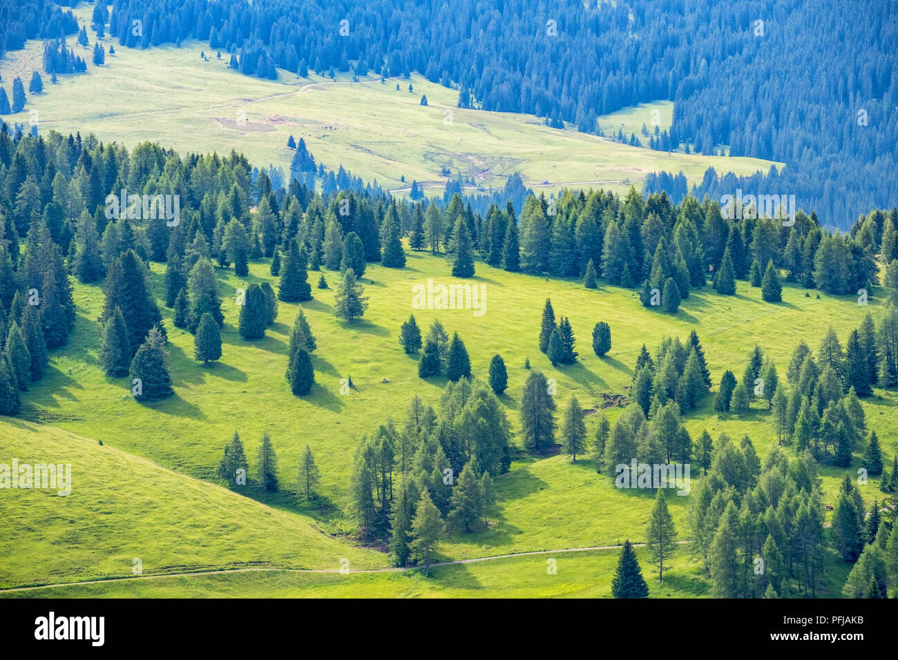 Spruce forest and meadows in Alps Stock Photo - Alamy