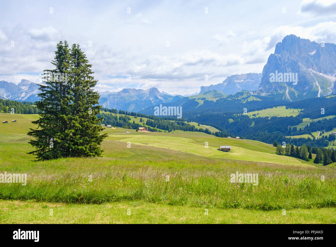Spruce tree landscape hi-res stock photography and images - Alamy
