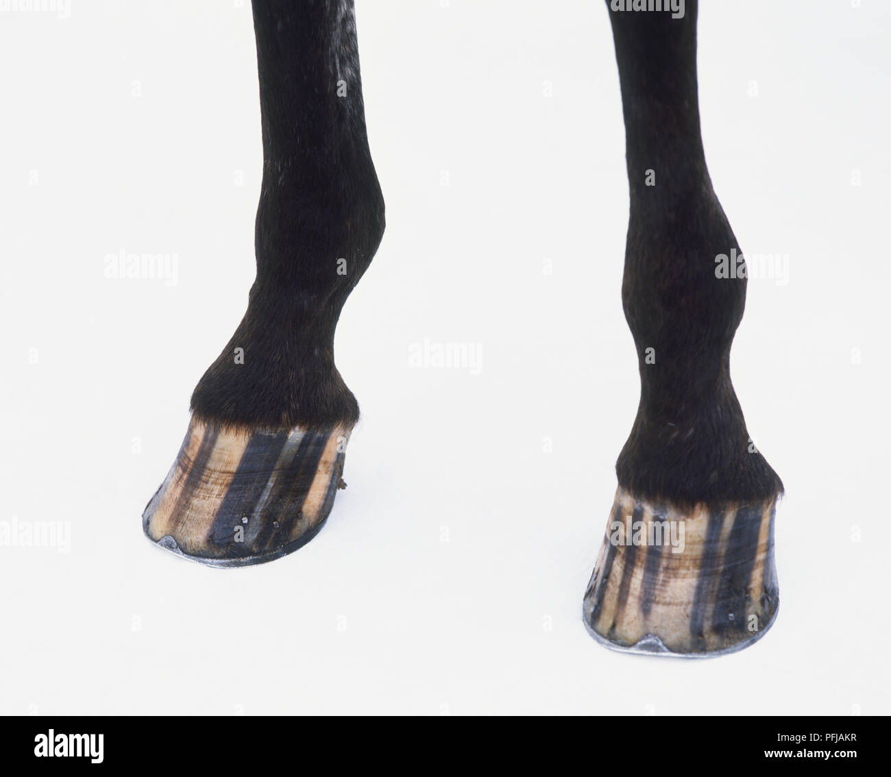 Black hooves hi-res stock photography and images - Alamy
