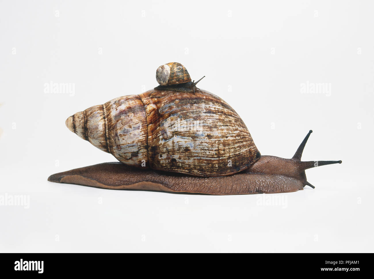Adult land snail hi-res stock photography and images - Alamy