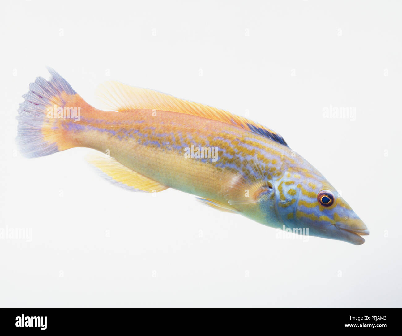 Cuckoo Wrasse (Labrus mixtus), side view Stock Photo - Alamy