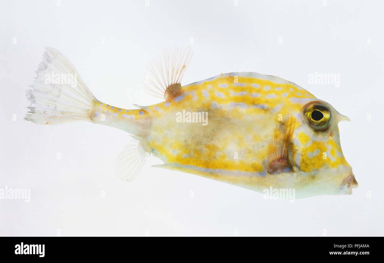 Scrawled Cowfish (Acanthostracion quardicornis), side view Stock Photo ...