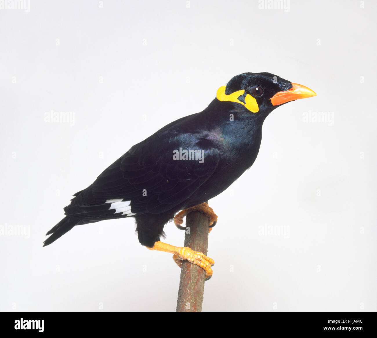 Hill Mynah (Gracula religiosa) on perch, side view Stock Photo - Alamy