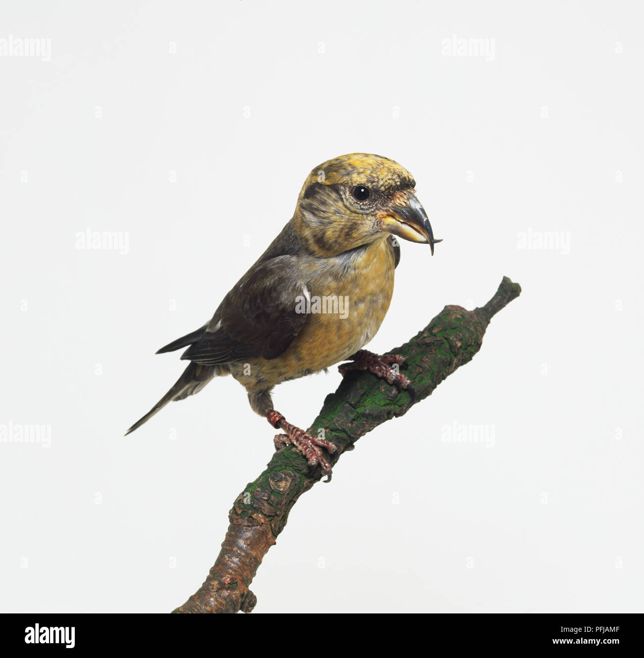 Scottish crossbill loxia scotica hi-res stock photography and images ...