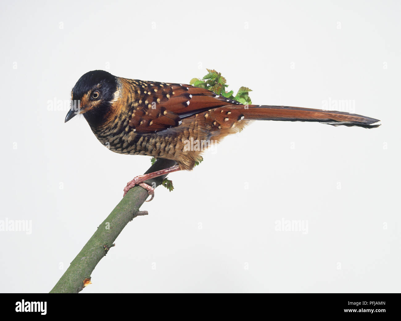 Spotted Laughing Thrush (Garrulax ocellatus) on a branch, side view ...