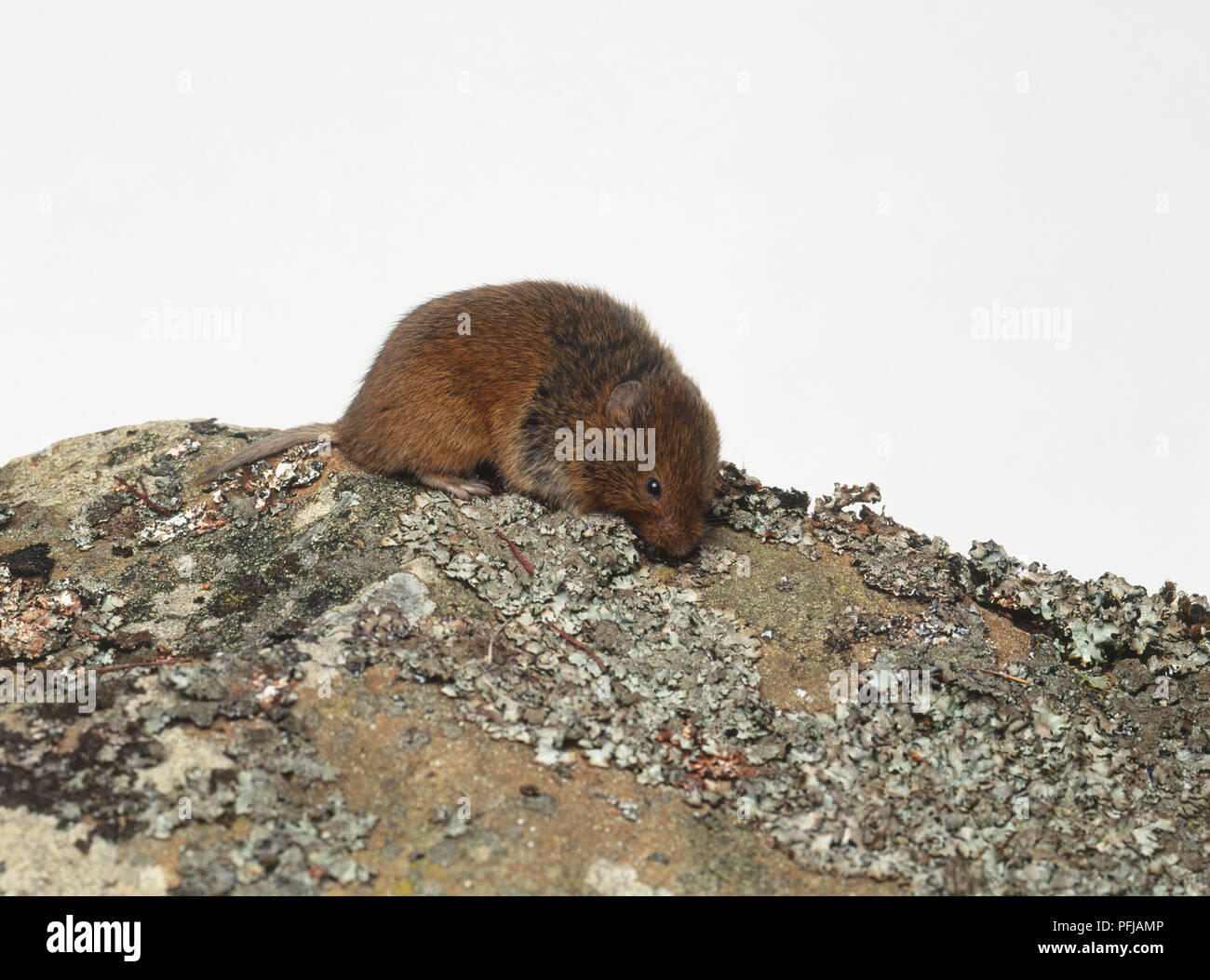 Orkney Vole (Microtus arvalis), side view Stock Photo - Alamy