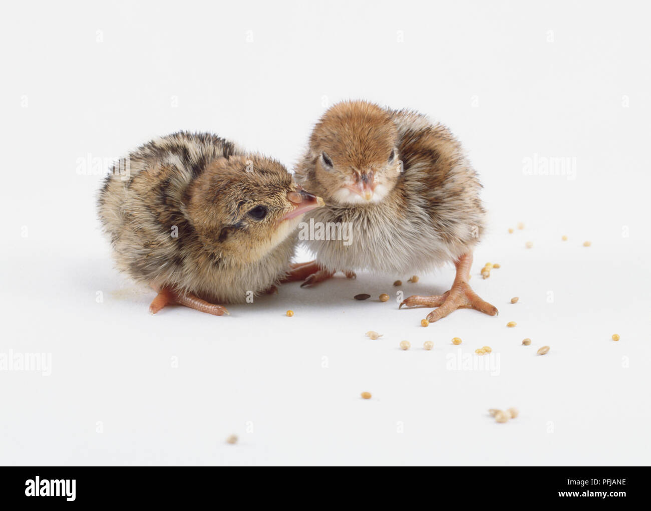 Grey partridge chicks hi-res stock photography and images - Alamy