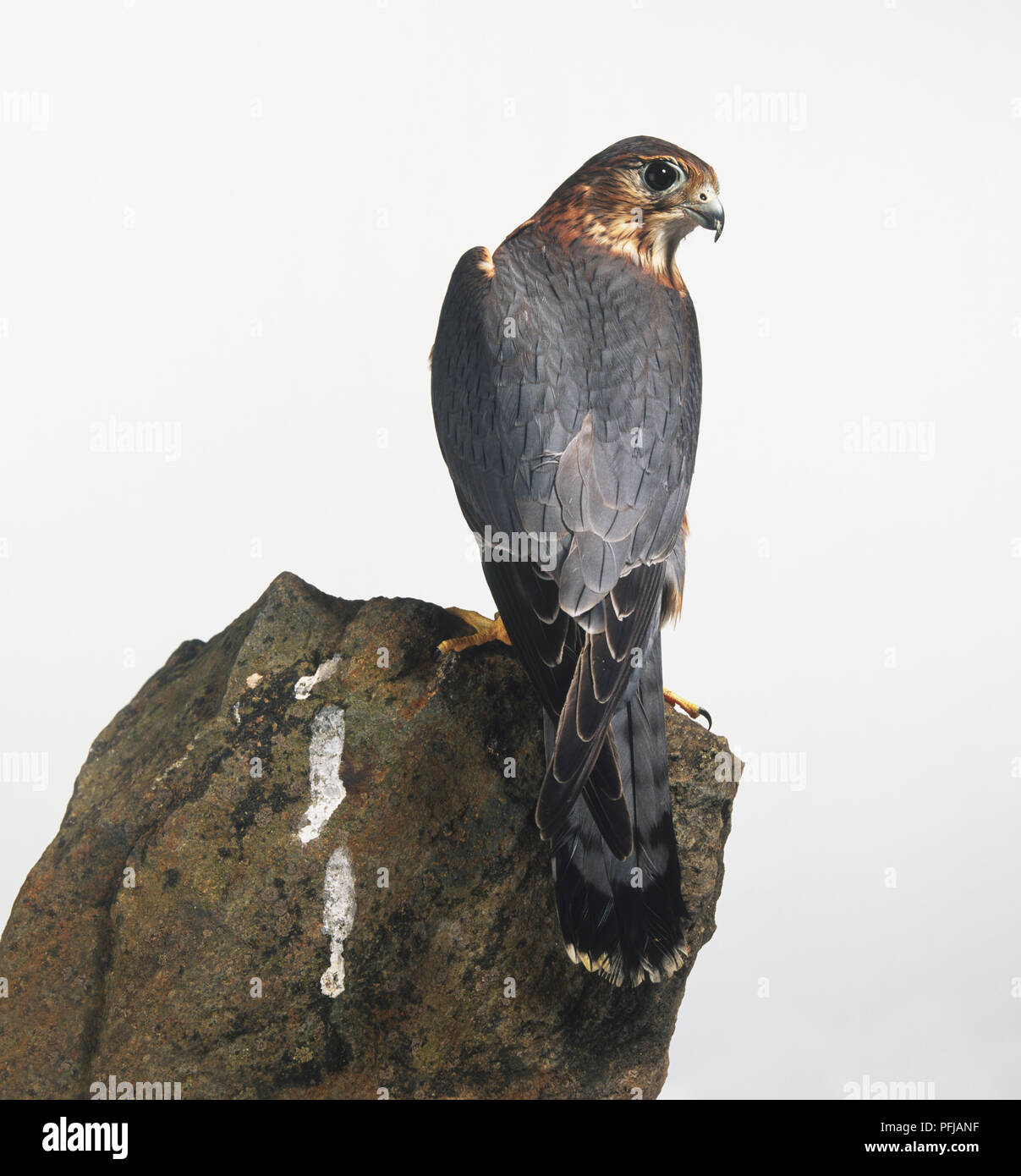 Merlin (Falco columbarius), rear view Stock Photo - Alamy