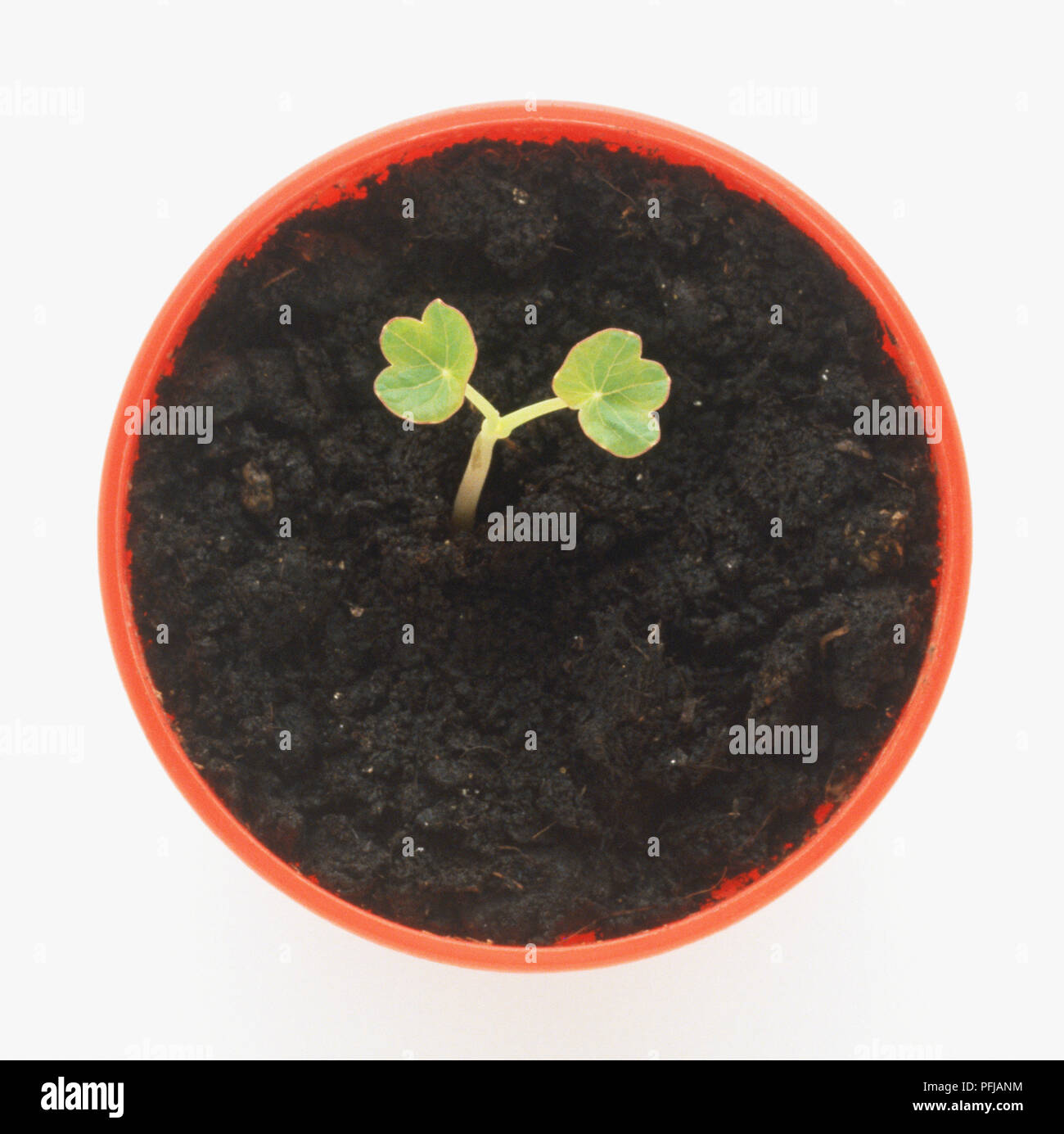 Nasturtium in pot hi-res stock photography and images - Alamy