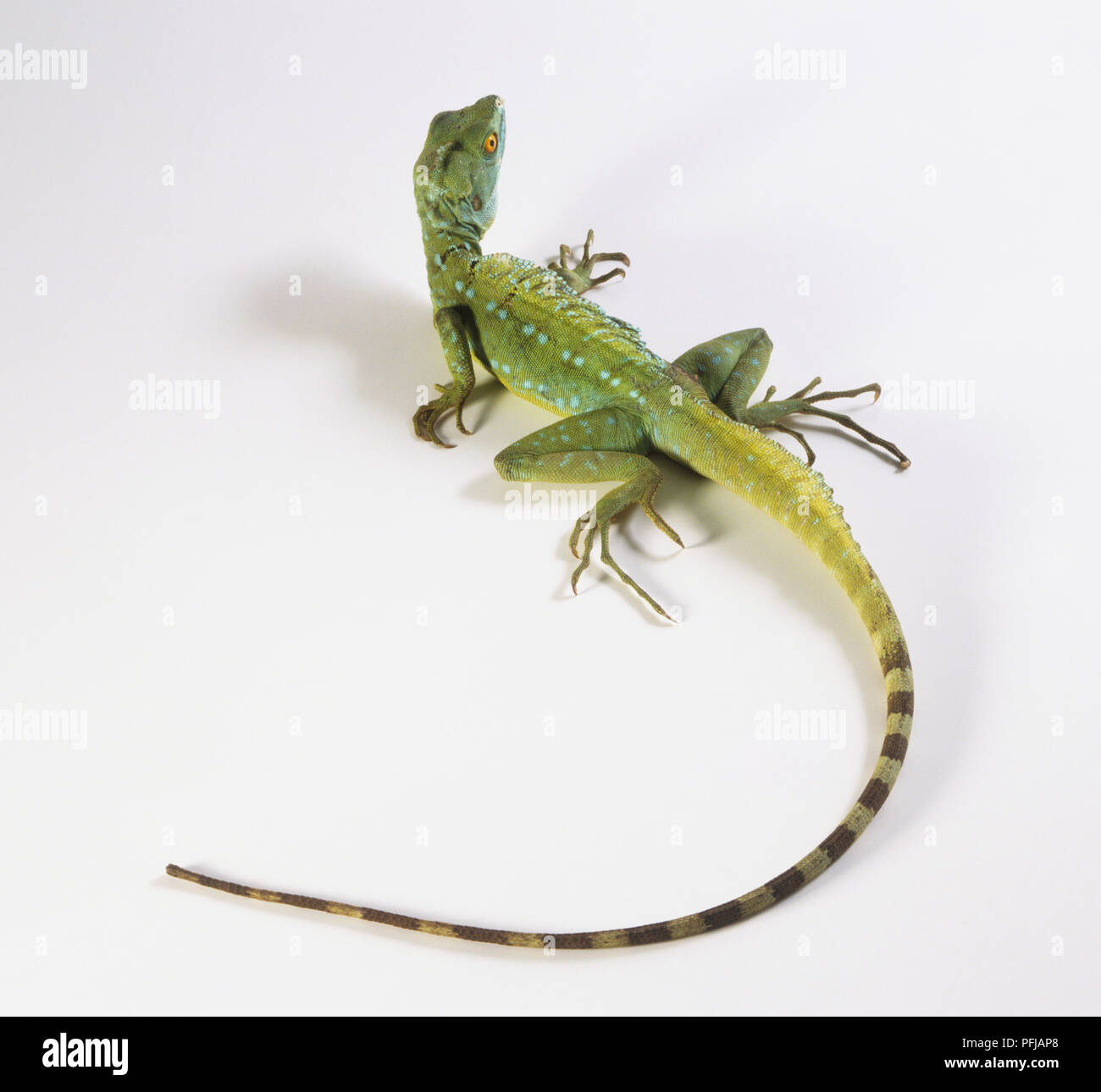 A green gecko, view from above Stock Photo - Alamy
