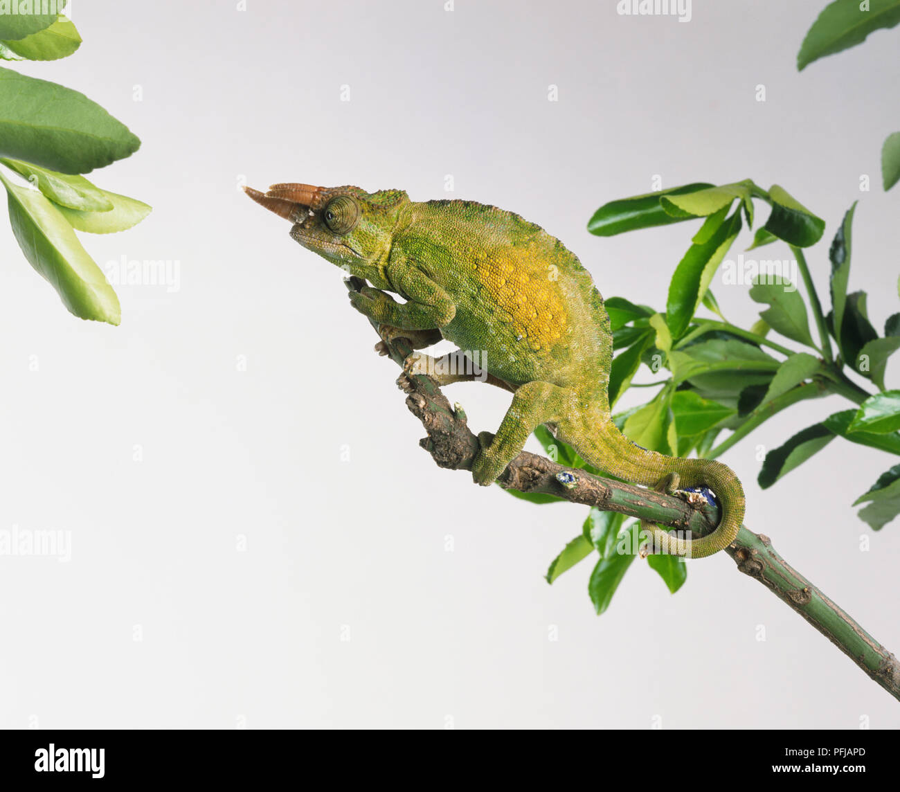 Chameleon on branch, side view Stock Photo - Alamy
