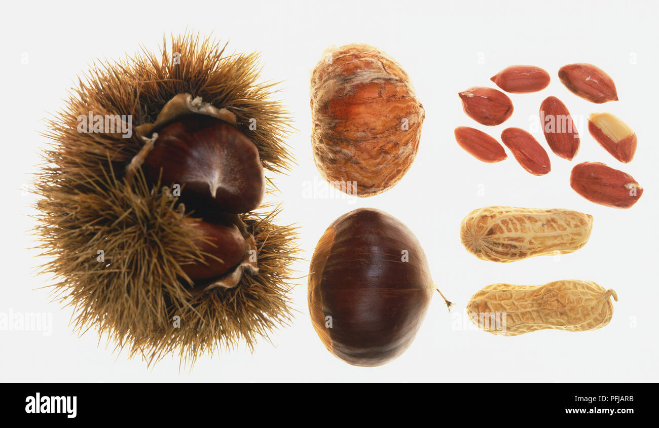 Hazelnut and chestnut, in and out of shells Stock Photo - Alamy